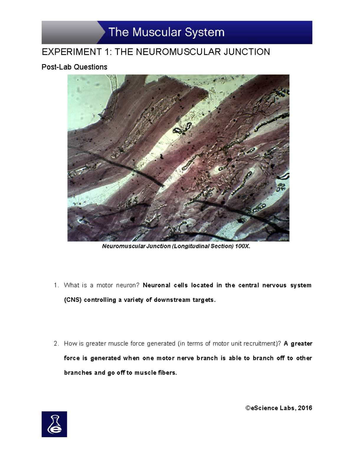 Lab7-Muscular System-Sp20 - EXPERIMENT 1: THE NEUROMUSCULAR JUNCTION ...