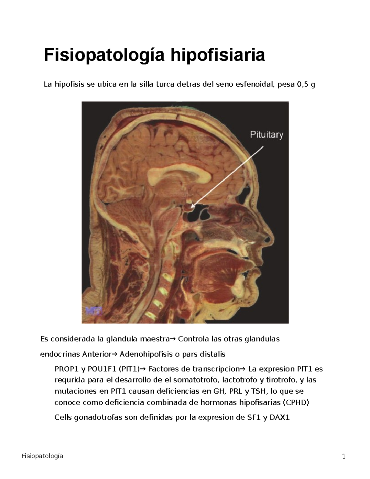 11. Fisiopatologia Hipofisiaria - Fisiopatología 1 Fisiopatología ...