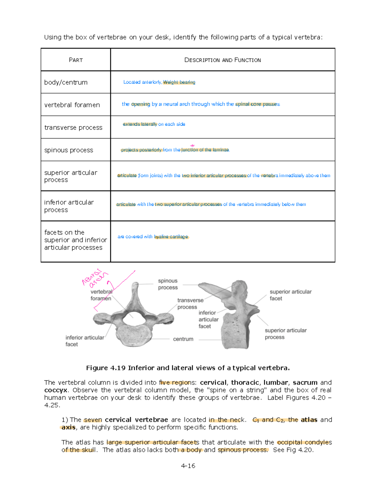 LAB 4 - Axial Skeleton 5 - Lab 4 - answer key - 4- Using the box of ...