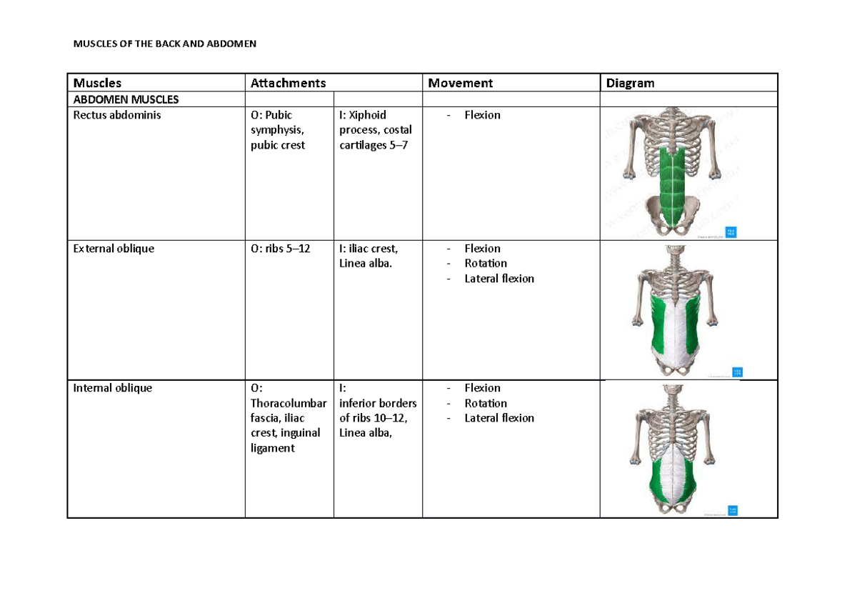 Muscles OF ABDO AND BACK - Muscles Attachments Movement Diagram ABDOMEN ...