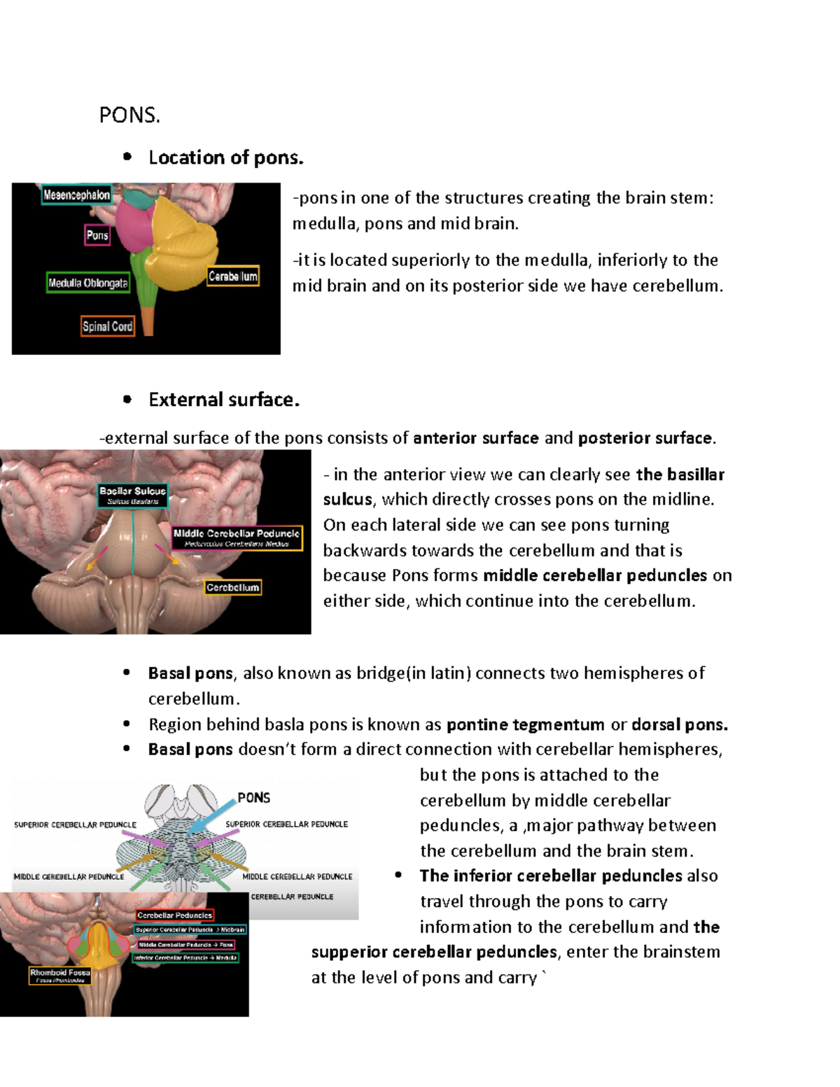 Pons and midbrain - qwertyuiop - PONS. Location of pons. - pons in one ...