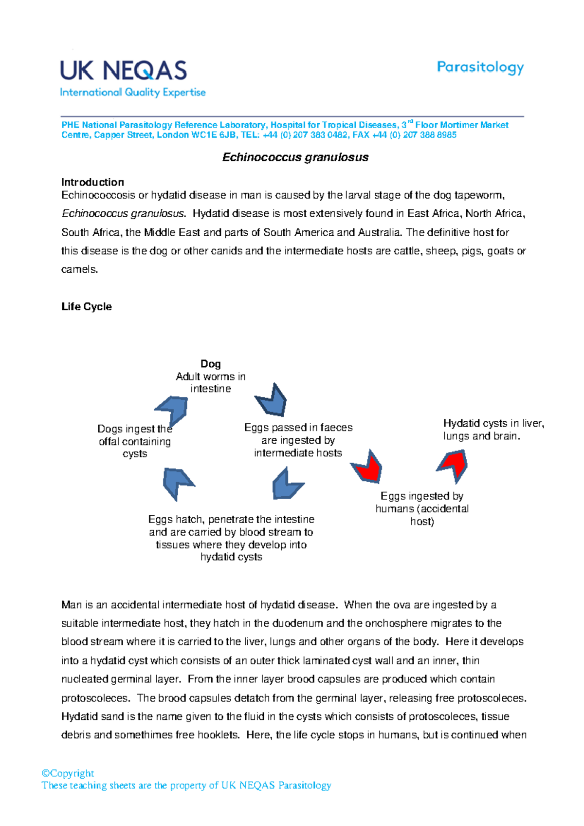 Echinococcus granulosus - ©Copyright These teaching sheets are the ...