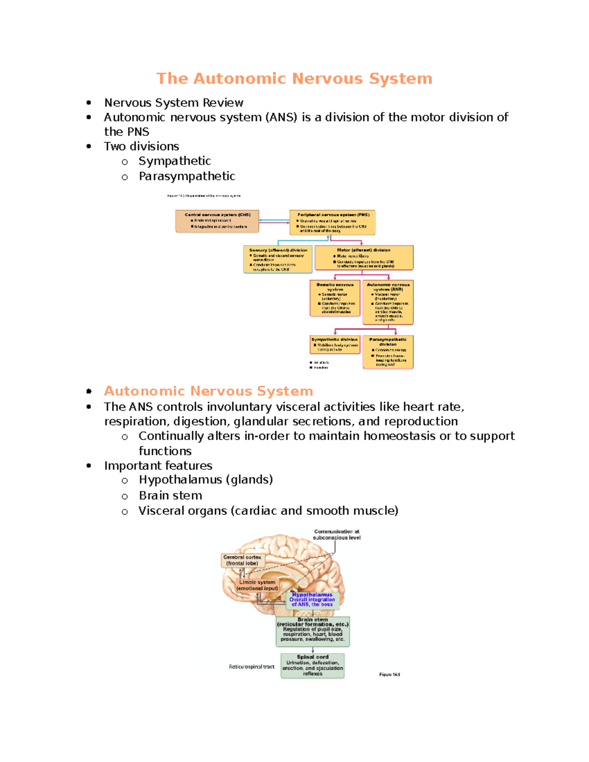 Autonomic Nervous System Lab 6 Notes - The Autonomic Nervous System ...