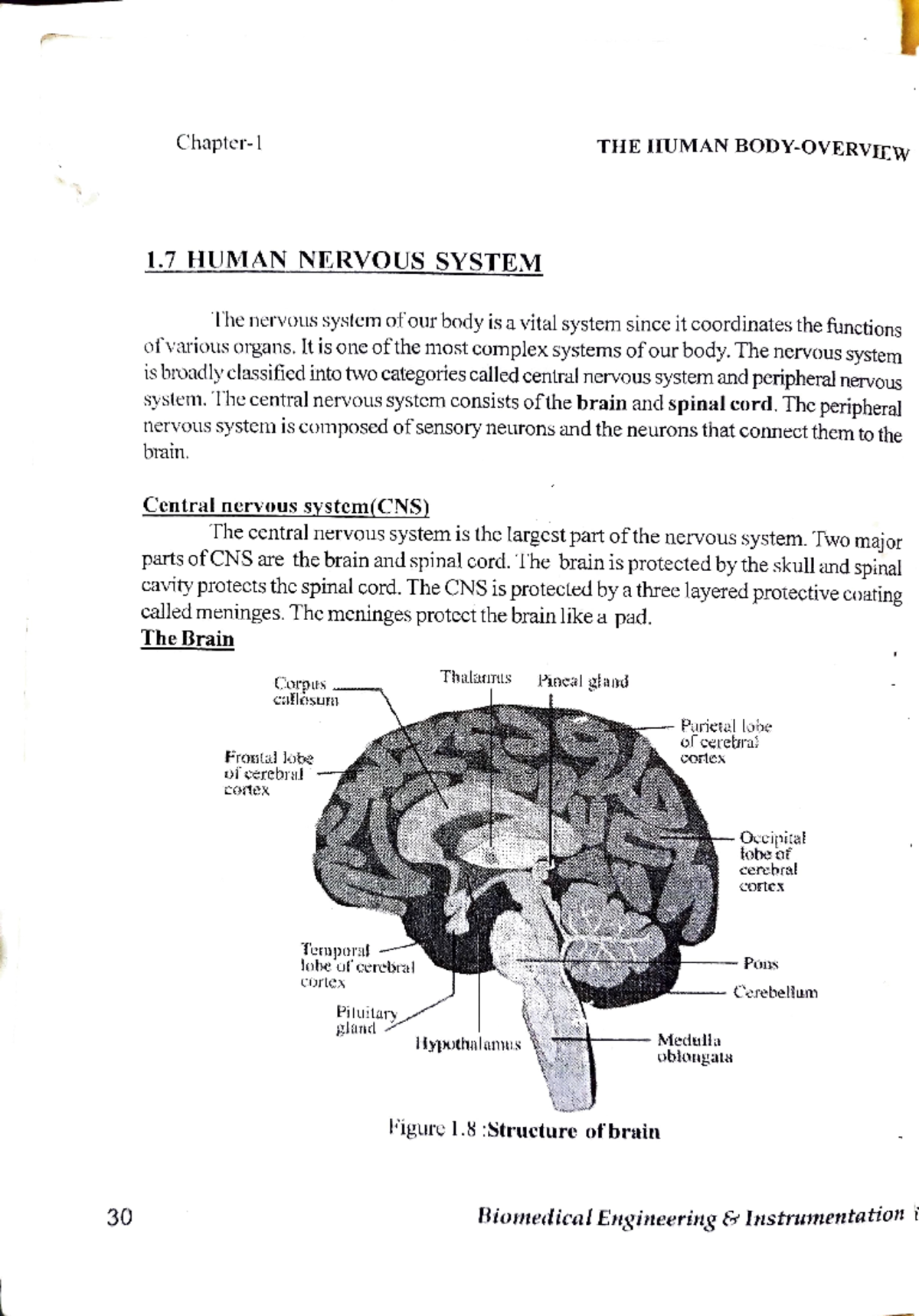 Biomedical - mod 3 notes text refer - 30 Chapter- 1 1 HUMAN NERVOUS ...