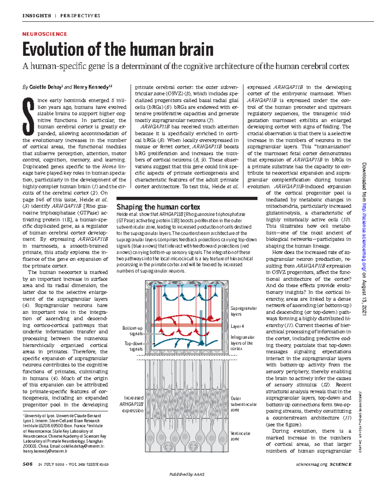Evolution of The Human Brain - INSIGHTS | PERSPEC TIVES sciencemag ...