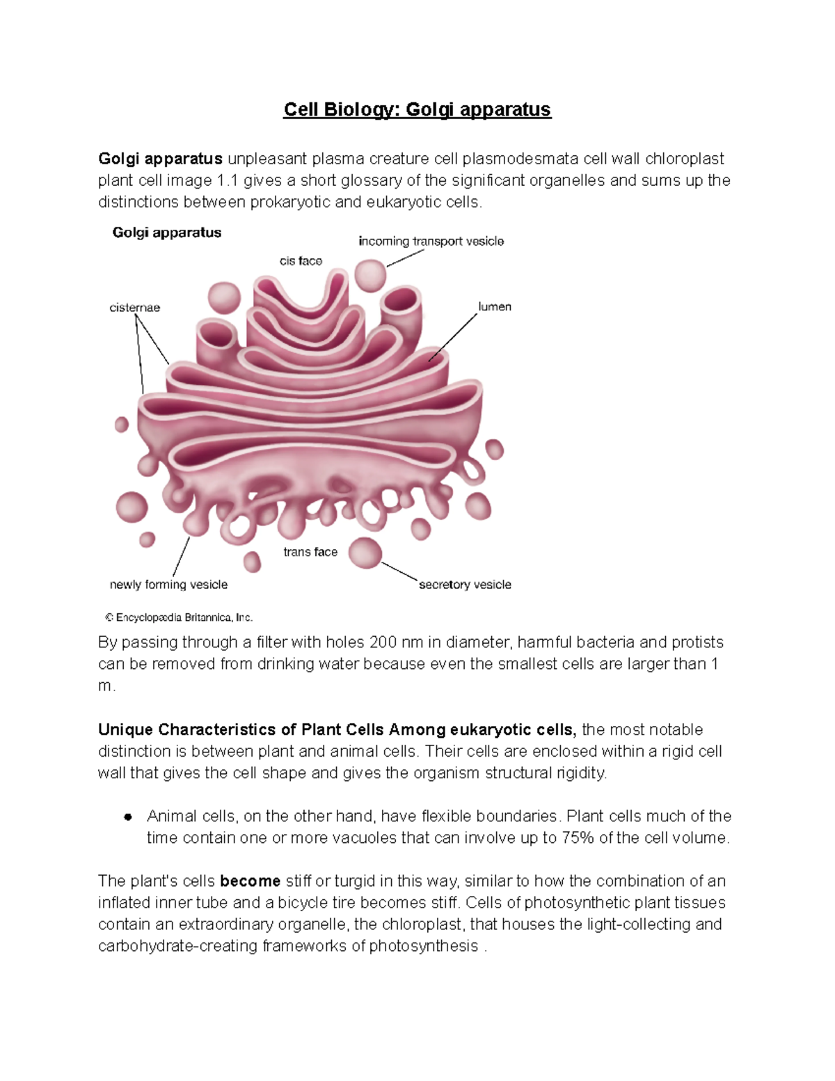 Cell Biology Golgi apparatus - Cell Biology: Golgi apparatus Golgi ...