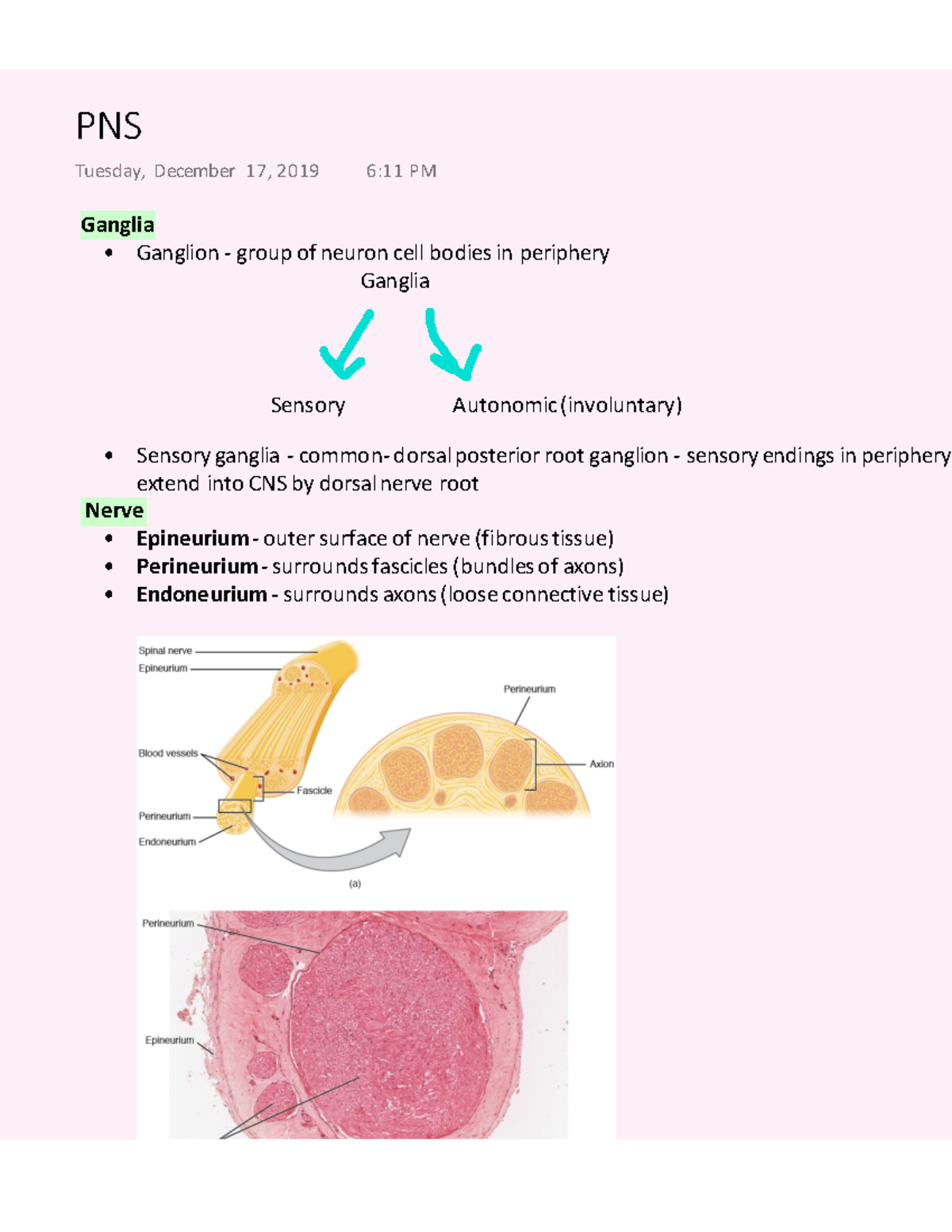 Chapter 13 - part 3 - Ganglia Ganglion -group of neuron cell bodies in ...