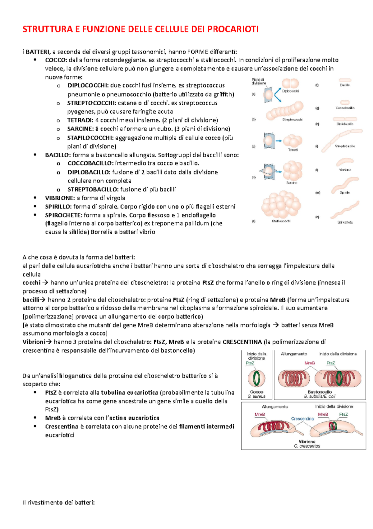 Lez 4 (18 marzo) microbiologia - STRUTTURA E FUNZIONE DELLE CELLULE DEI ...