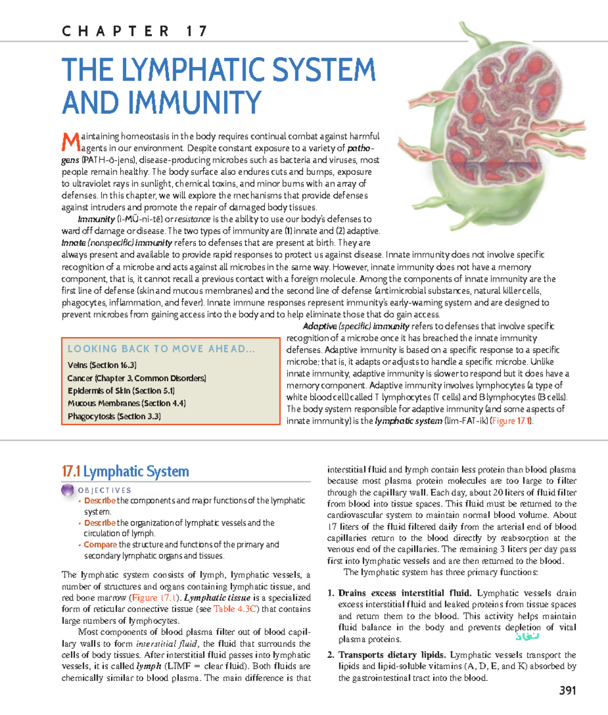 The Lymphatic System - 391 M aintaining homeostasis in the body ...