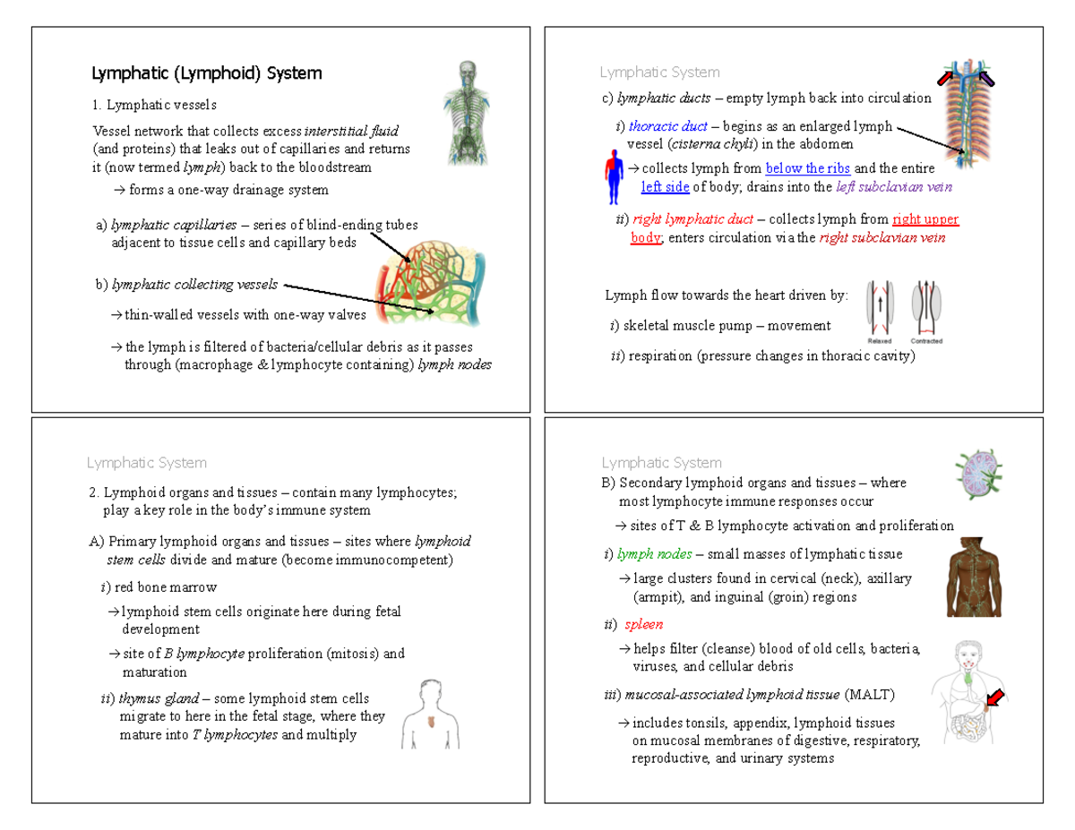 Anatomy notes week 7 - Lymphatic (Lymphoid) System Vessel network that ...
