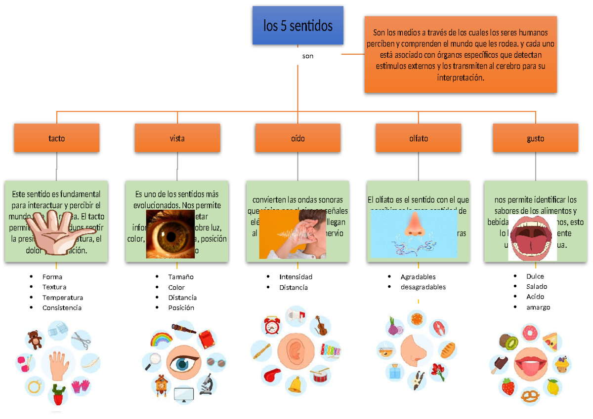 Entregable de los mapas conceptuales - los 5 sentidos tacto Este ...