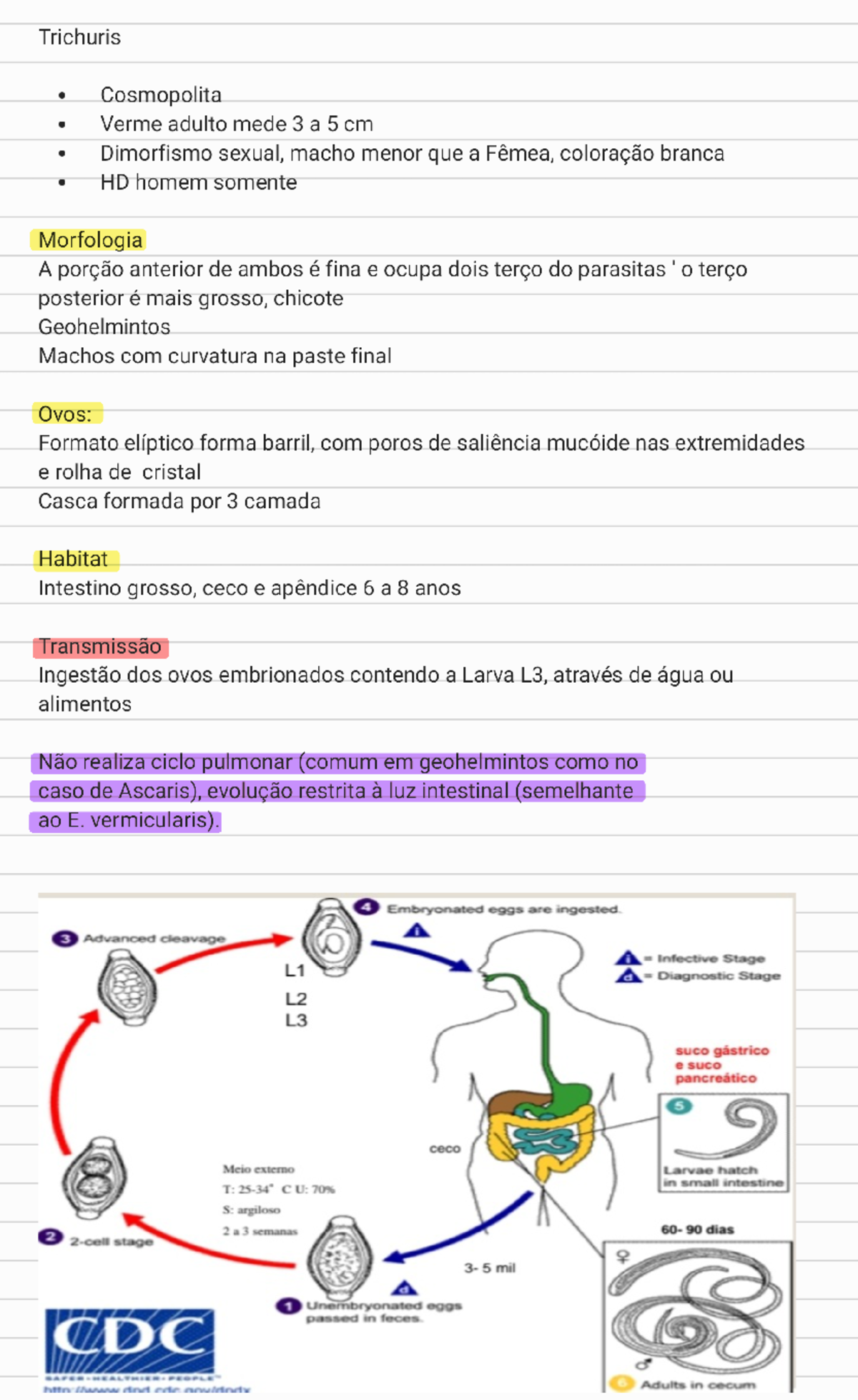 Trichuris trichiura - Resumo Parasitologia - Studocu