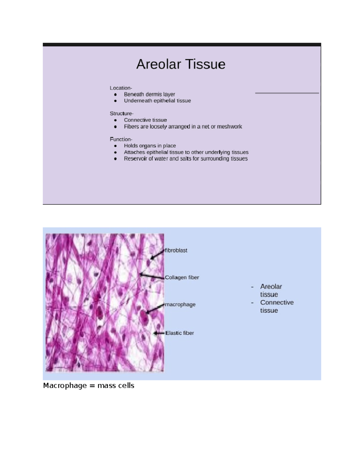 Tissues + Cartilage - Areolar Tissue Beneath dermis layer Underneath ...