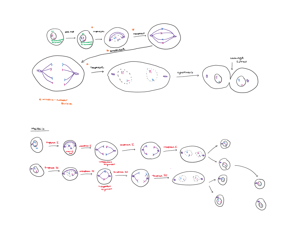 Mitosis and meiosis diagram - Biology and Chemistry - Studocu