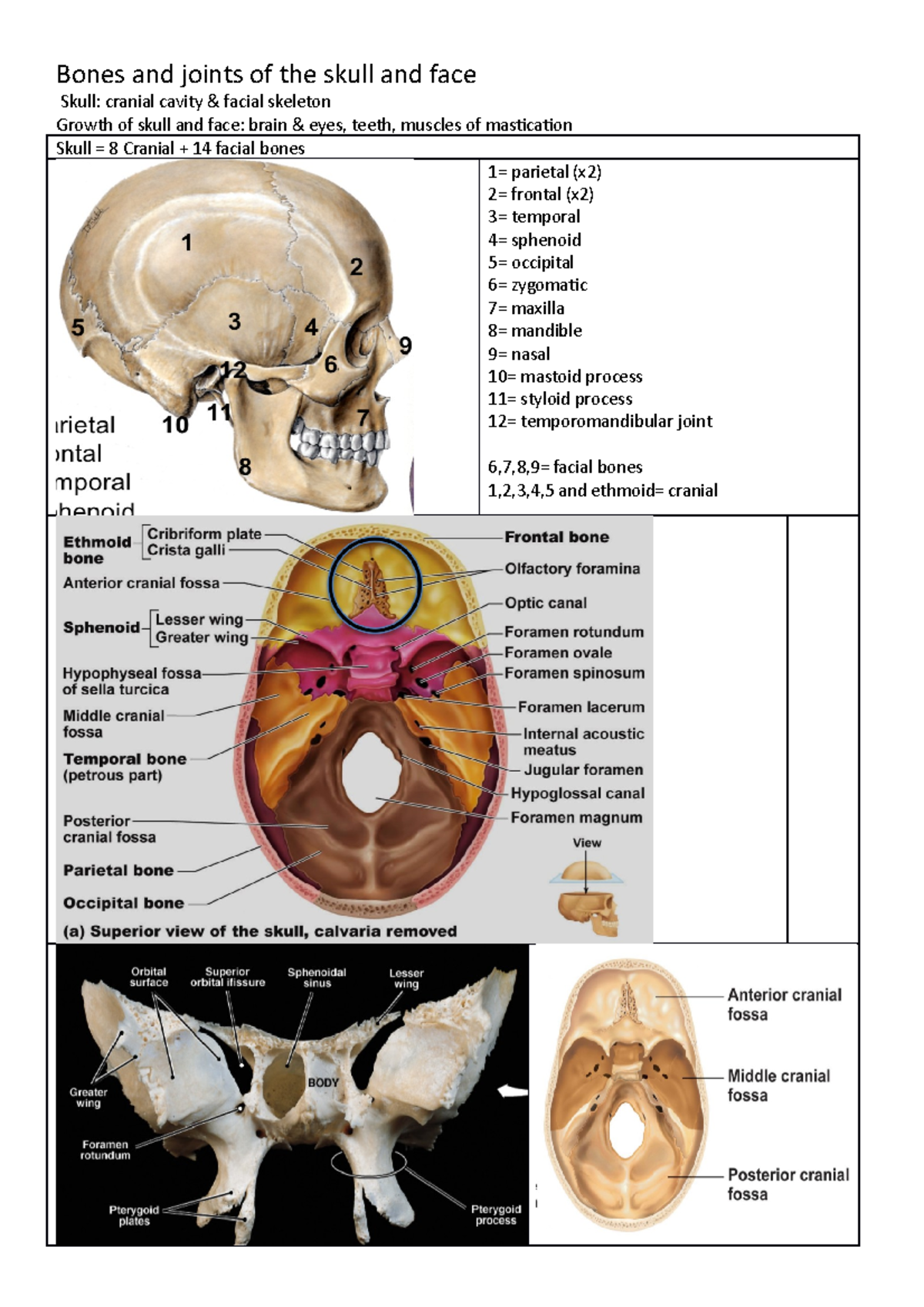 Anatomy Week 6+7 Skull bone and muscel - Bones and joints of the skull ...