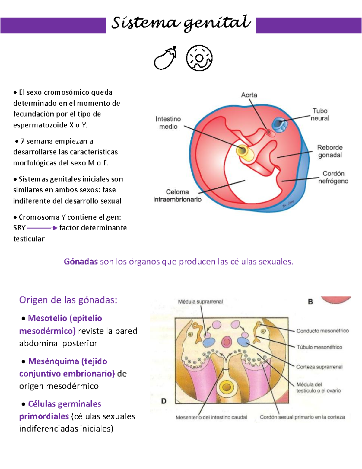 AS - embrio urogenital - Sistema genital El sexo cromosómico queda ...