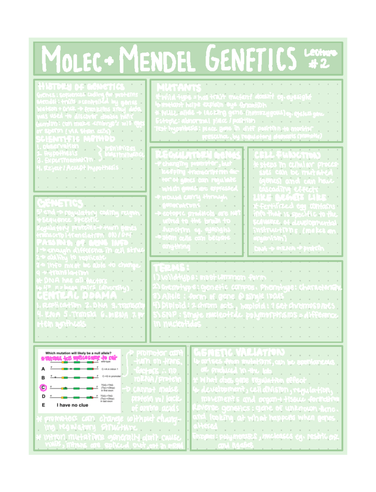 BIOL205 Week 1 lecture notes - MOLE MENDEL GENETICS Lecture 2 HISTORYOF ...