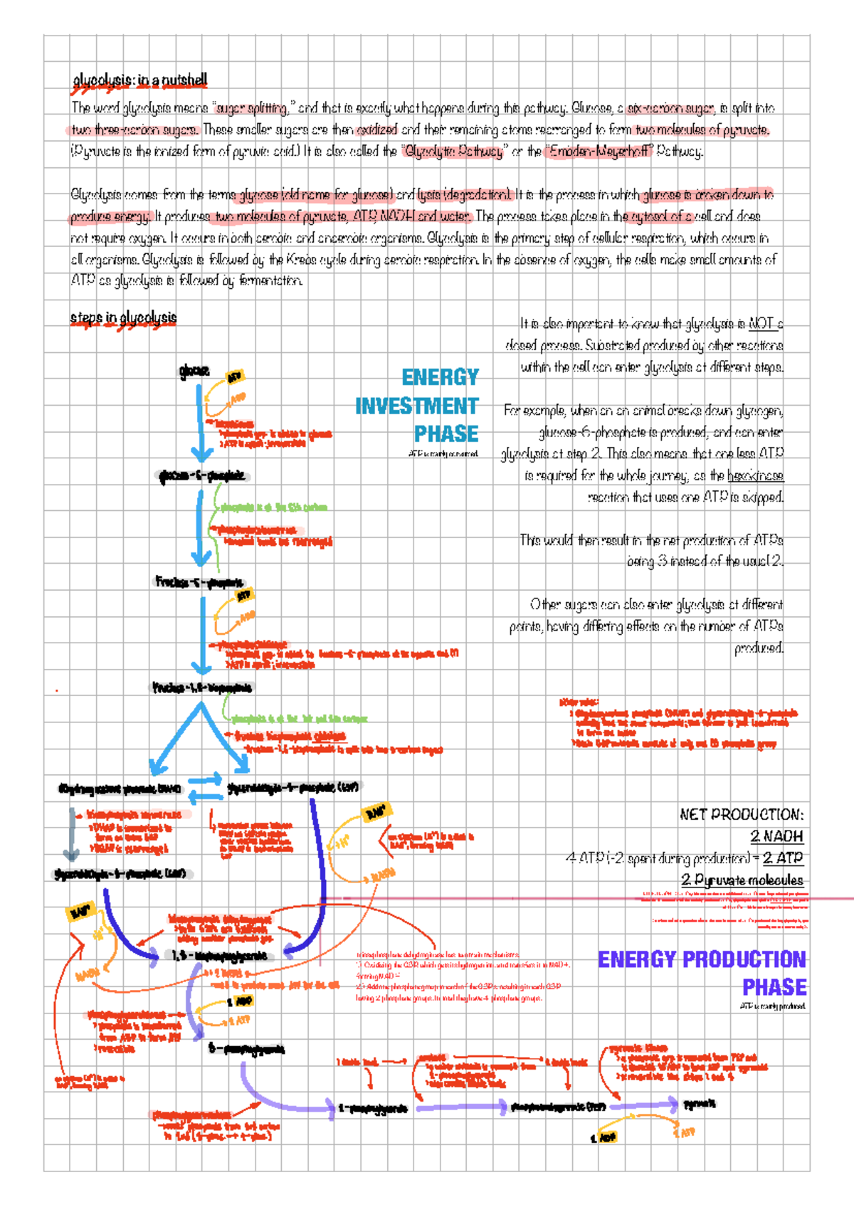 Aerobic Respiration - glycolysis: in a nutshell The word glycolysis ...