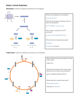 Module 3 review sheet answers-1 - Module 3 Review Sheet Multiple Choice ...
