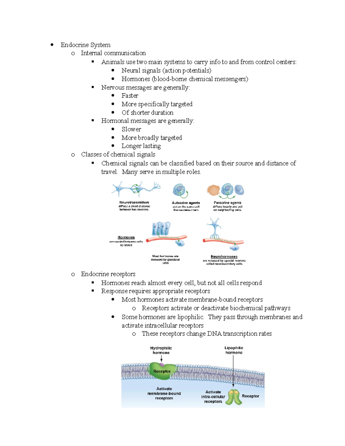Endocrine System - Dr. Cullum - Endocrine System o Internal ...