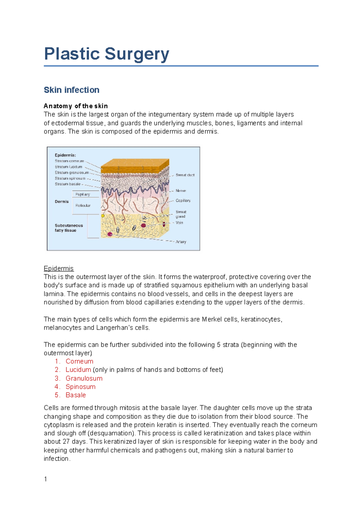 Plastic Surgery Notes - Plastic Surgery Skin infection Anatomy of the ...