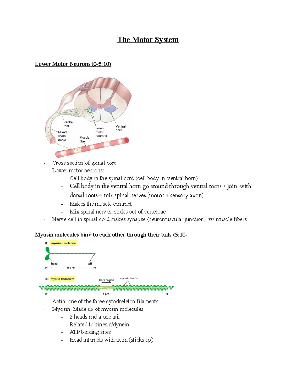 The Motor System - lecture notes - The Motor System Lower Motor Neurons ...