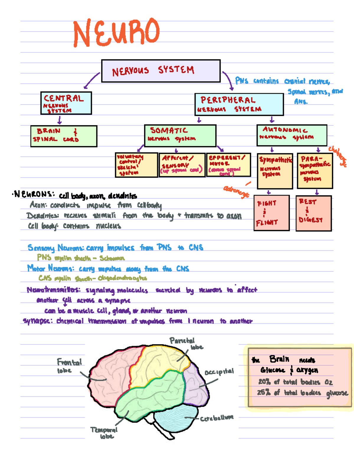 Neuro -Copy - Notes - NUR1241C - Studocu