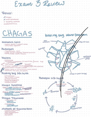 Genetics chapter 12-13 summary review - Chapter 12 essential Ideas ...