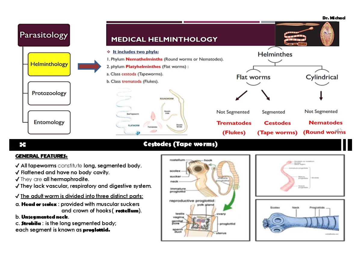 Para lecture 5 (Cestodes). - Cestodes (Tape worms) GENERAL FEATURES ...