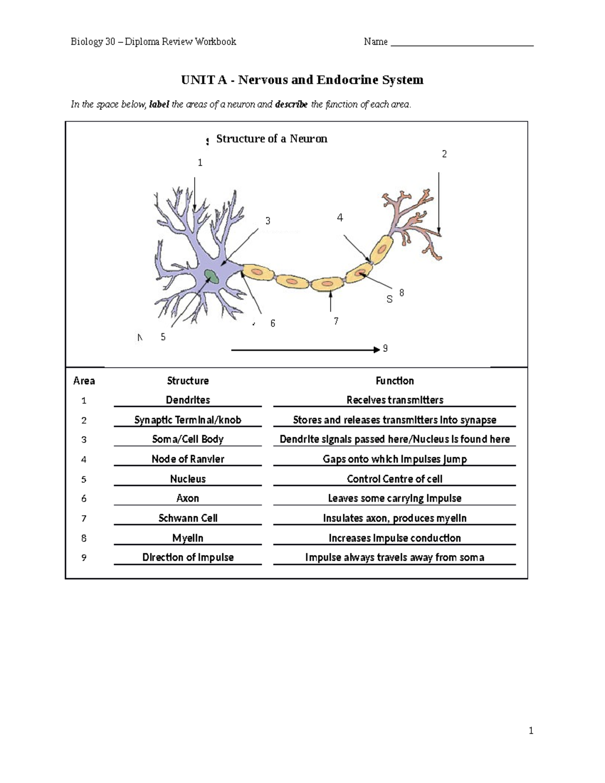 Bio 30 Review WB Nervous and endocrine ANS - UNIT A - Nervous and ...