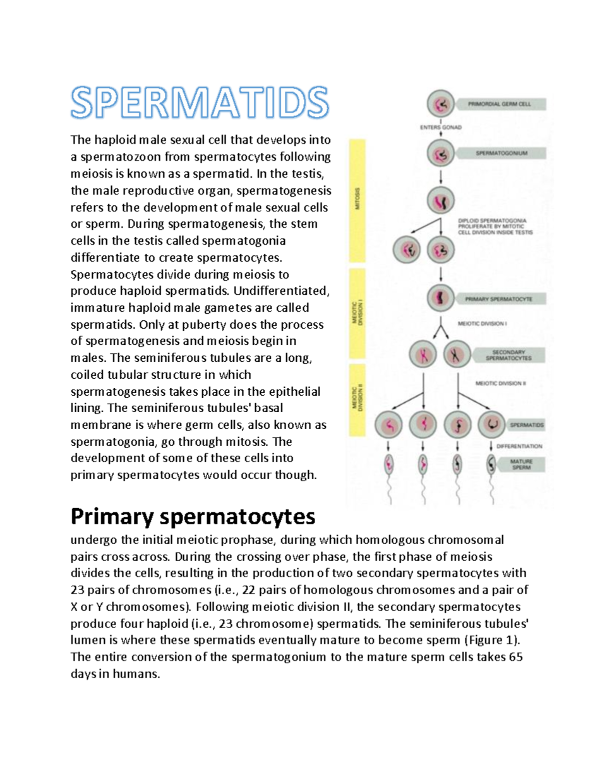 Spermatids - The haploid male sexual cell that develops into a ...