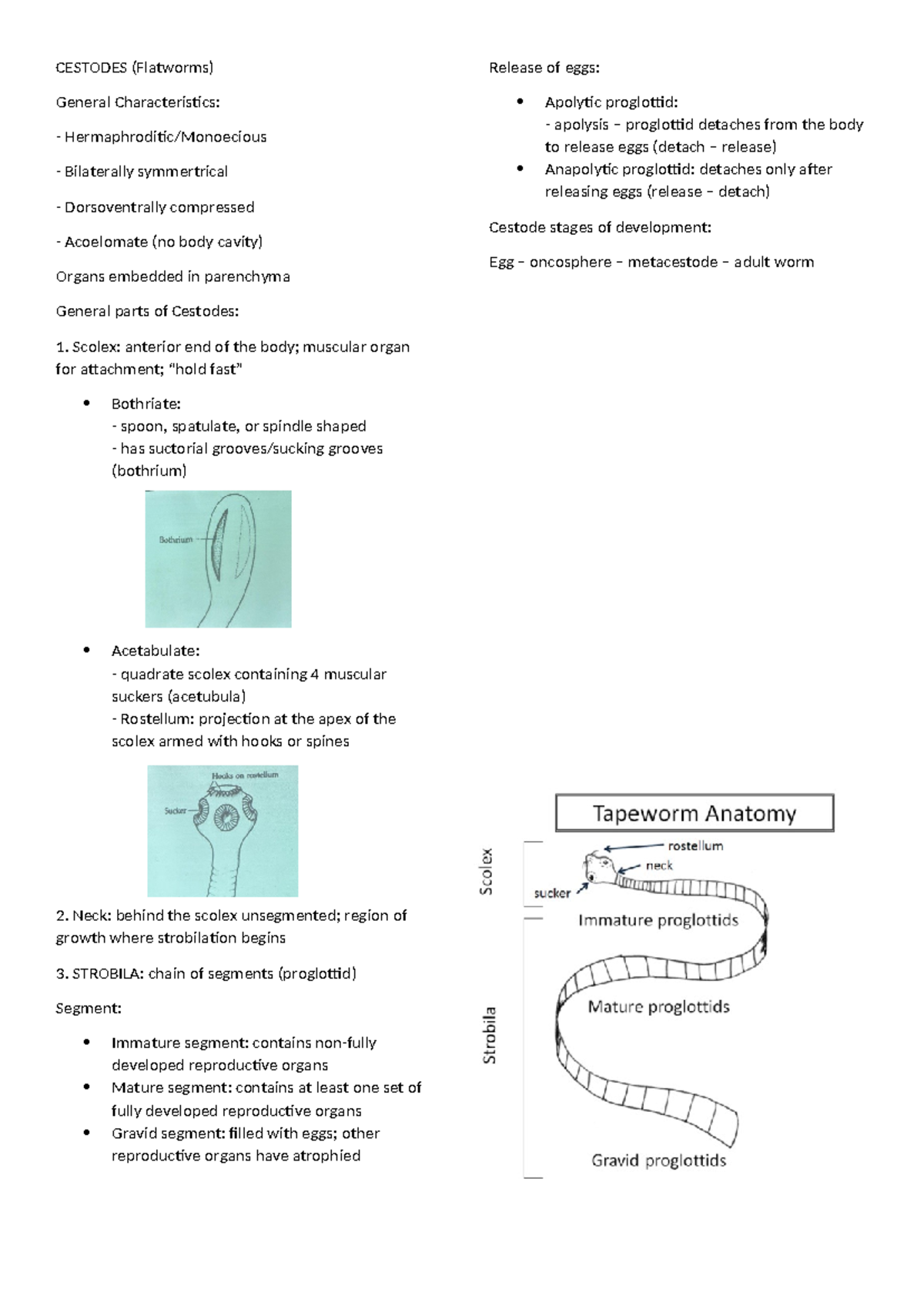 Cestodes - CESTODES (Flatworms) General Characteristics: Hermaphroditic ...