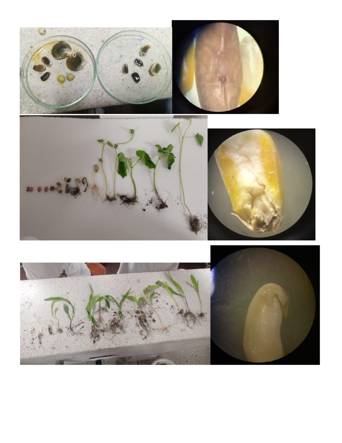 Morfologia - HIDROCORIA (AGUA) AUTOCORIA ZOOCORIA (MECÁNICA DE ...