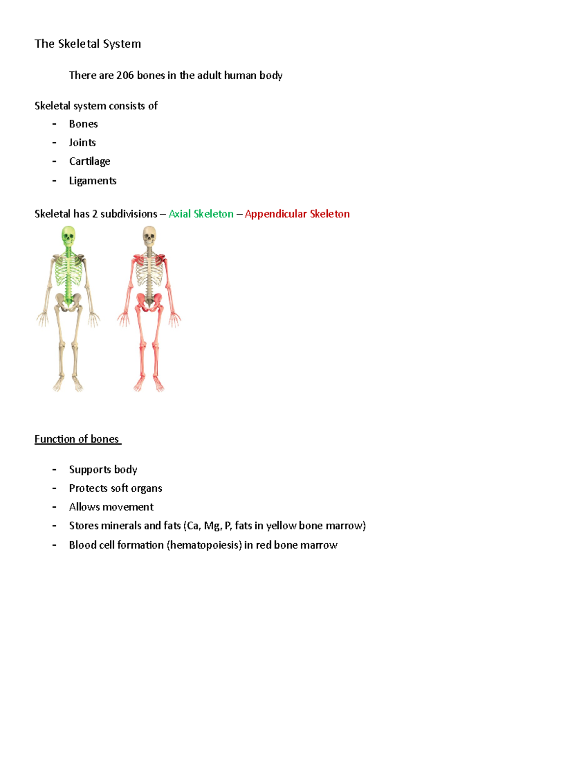 The Skeletal System - notes - The Skeletal System There are 206 bones ...