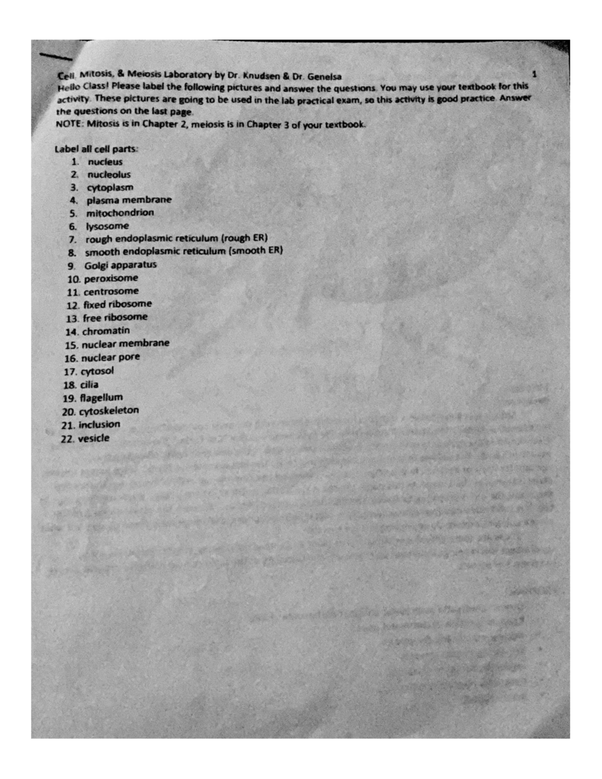 Cell, Mitosis, & Meiosis Lab - BIO 145 - Studocu