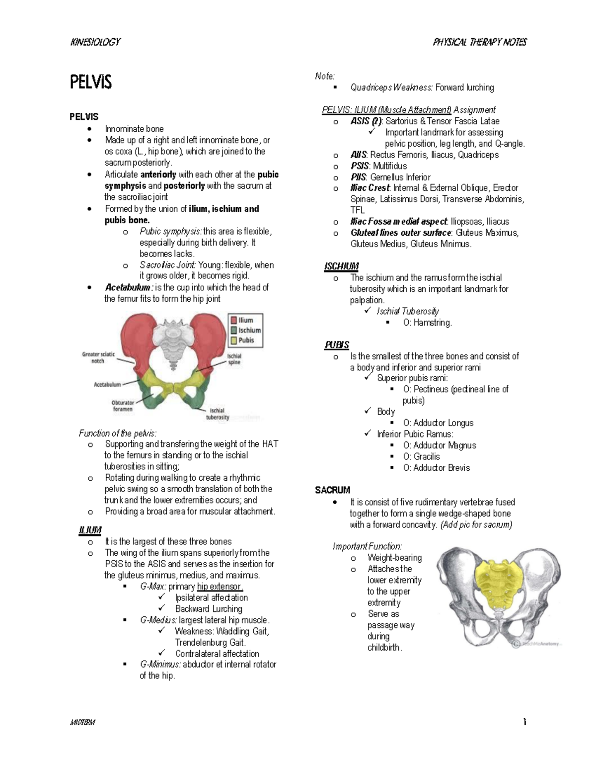 Kinesiology Pelvis - PELVIS PELVIS Innominate bone Made up of a right ...