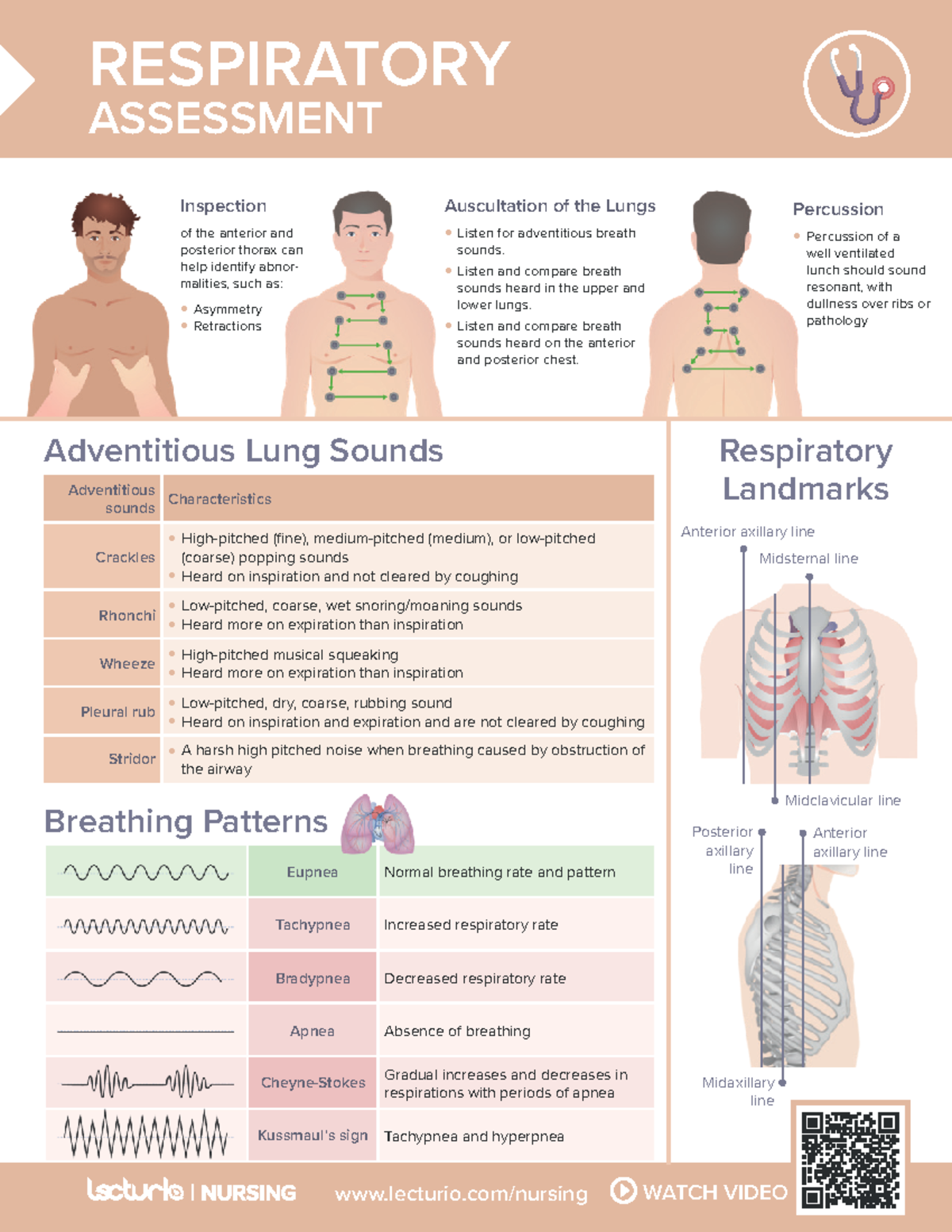 NCLEX Review Summary - Eupnea Normal breathing rate and pattern ...