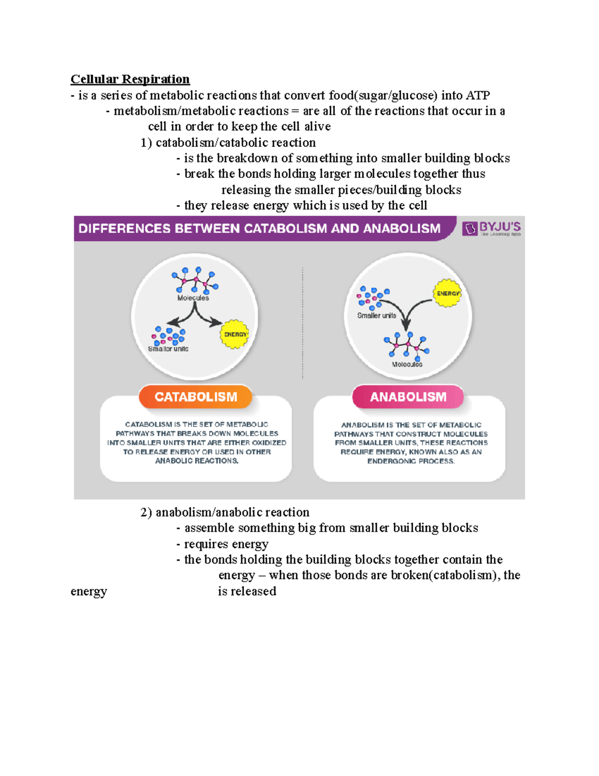 Cellular Respiration Handout - Lecture 4 - Cellular Respiration is a ...