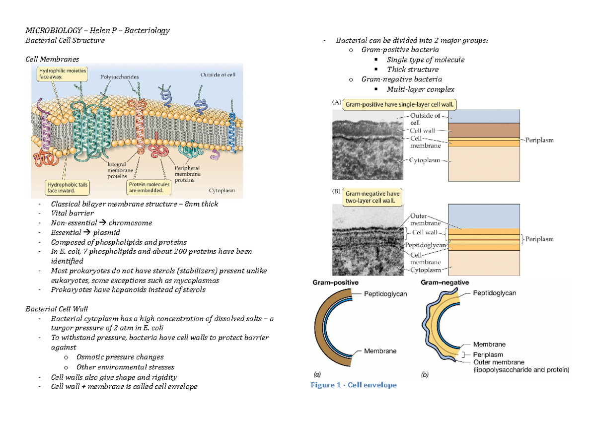 Microbiology - Bacteriology Exam Notes - MICROBIOLOGY Helen P ...