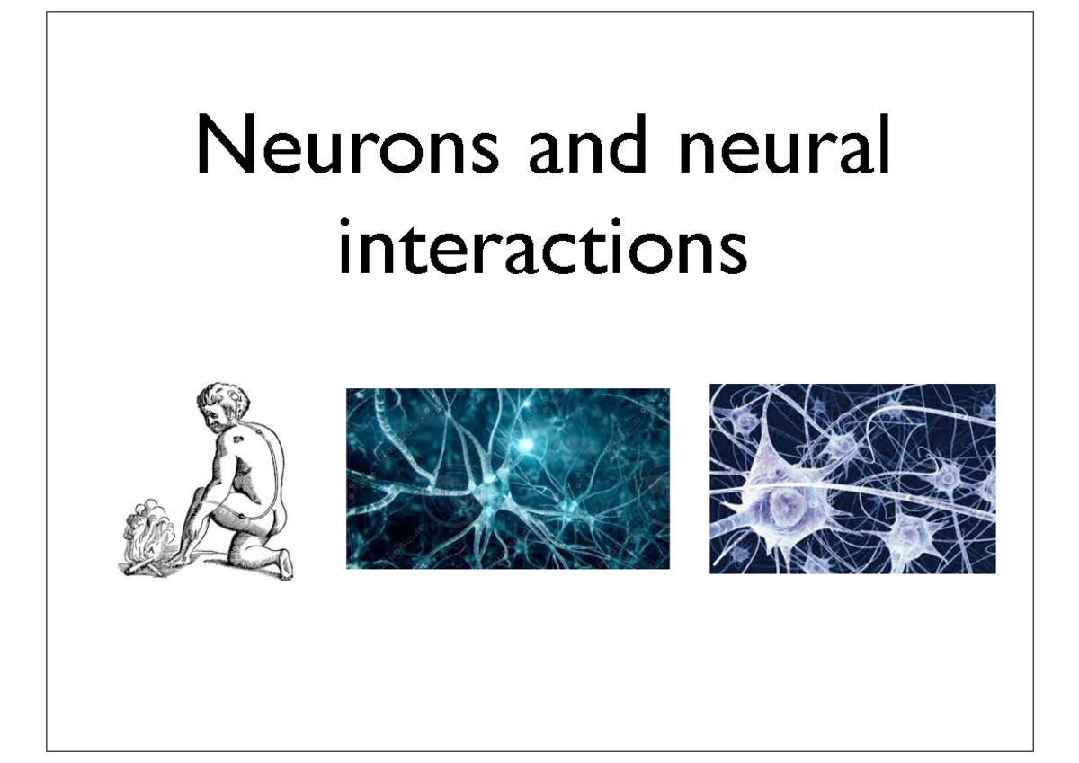 Biology psychology week 4 lecture - Neurons and neural interactions ...