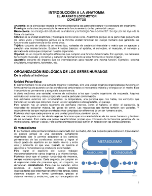 Seminario MUS-1 - Sistema muscular - República Bolivariana De Venezuela ...