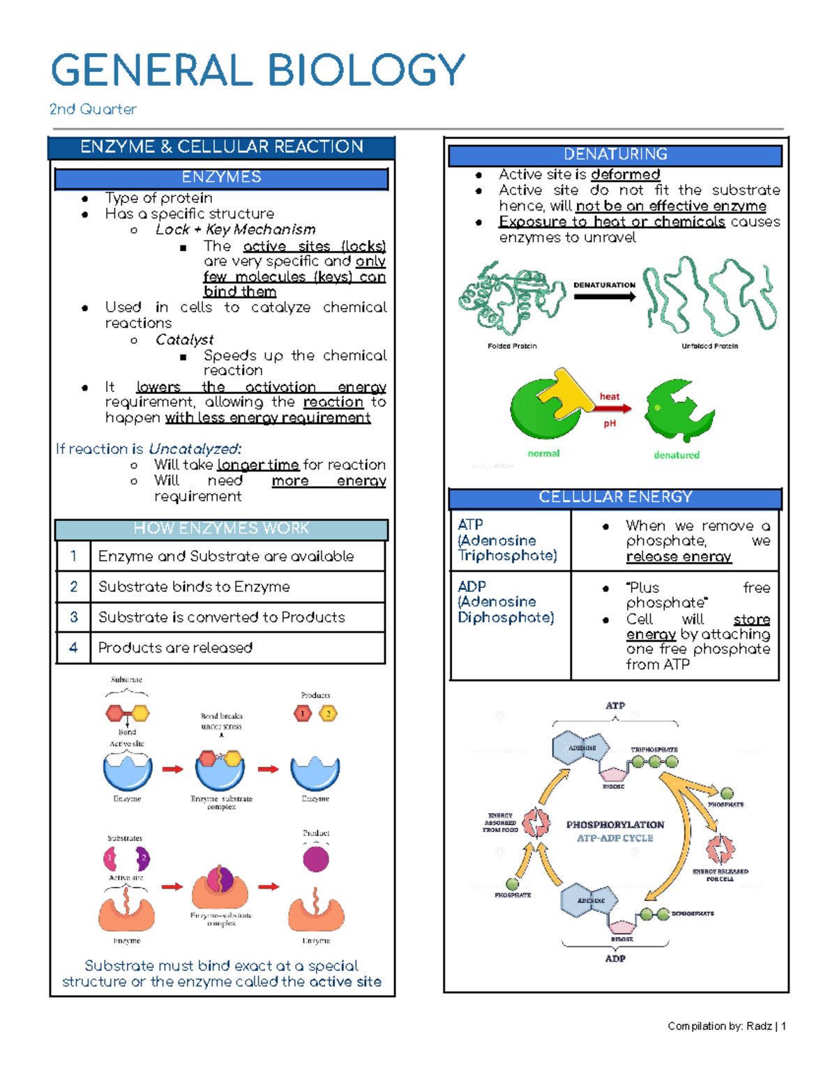 GEN BIO Reviewer - Second Quarter First Semester - ENZYMES & CELLULAR ...