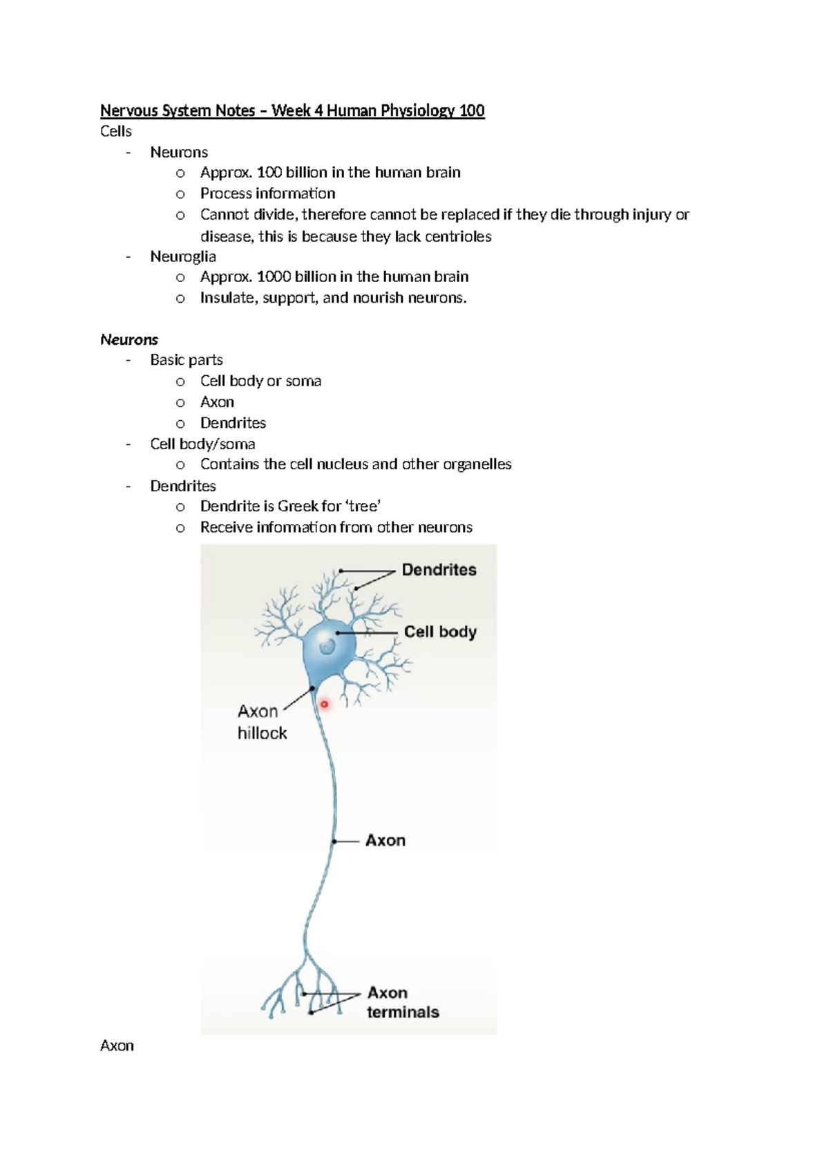 Nervous System Lecture Notes - Nervous System Notes – Week 4 Human ...