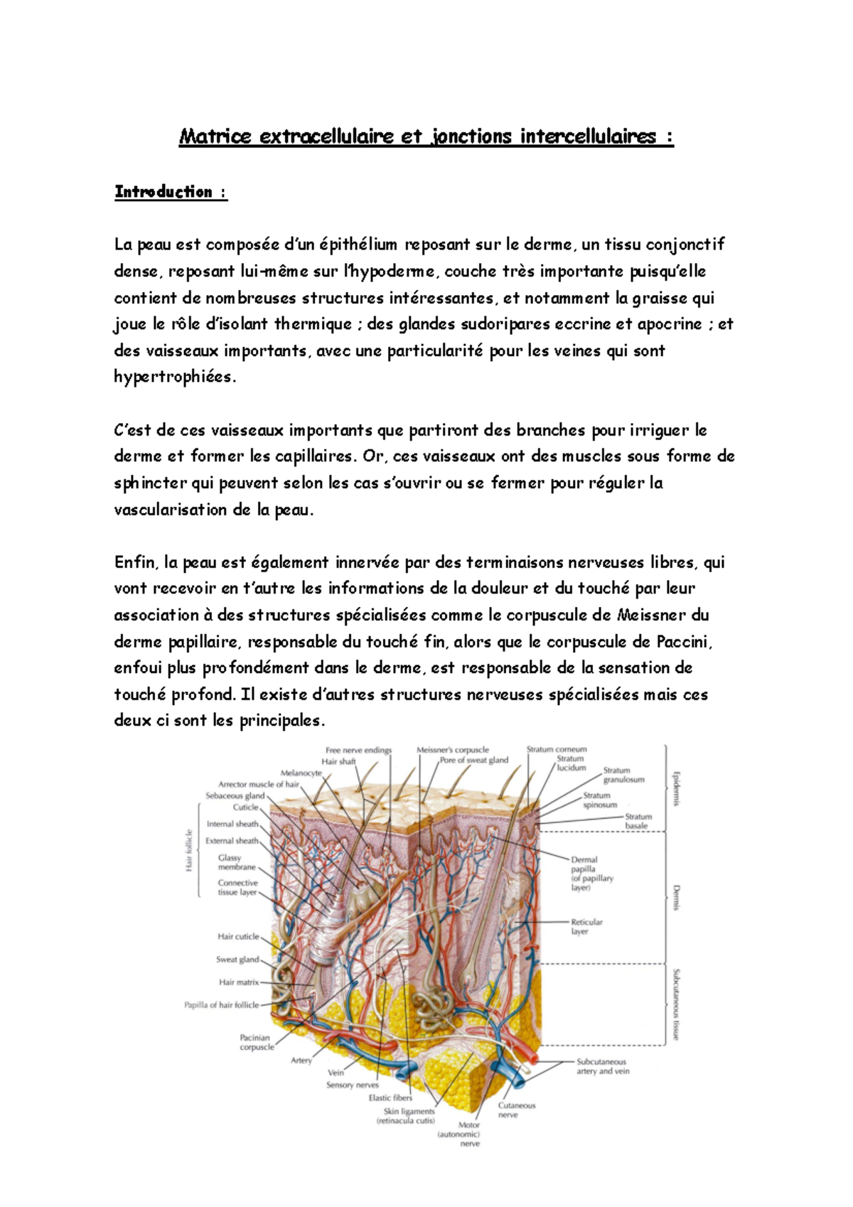 Biphy cutané - Chapitre 1 - Matrice extracellulaire et jonctions ...
