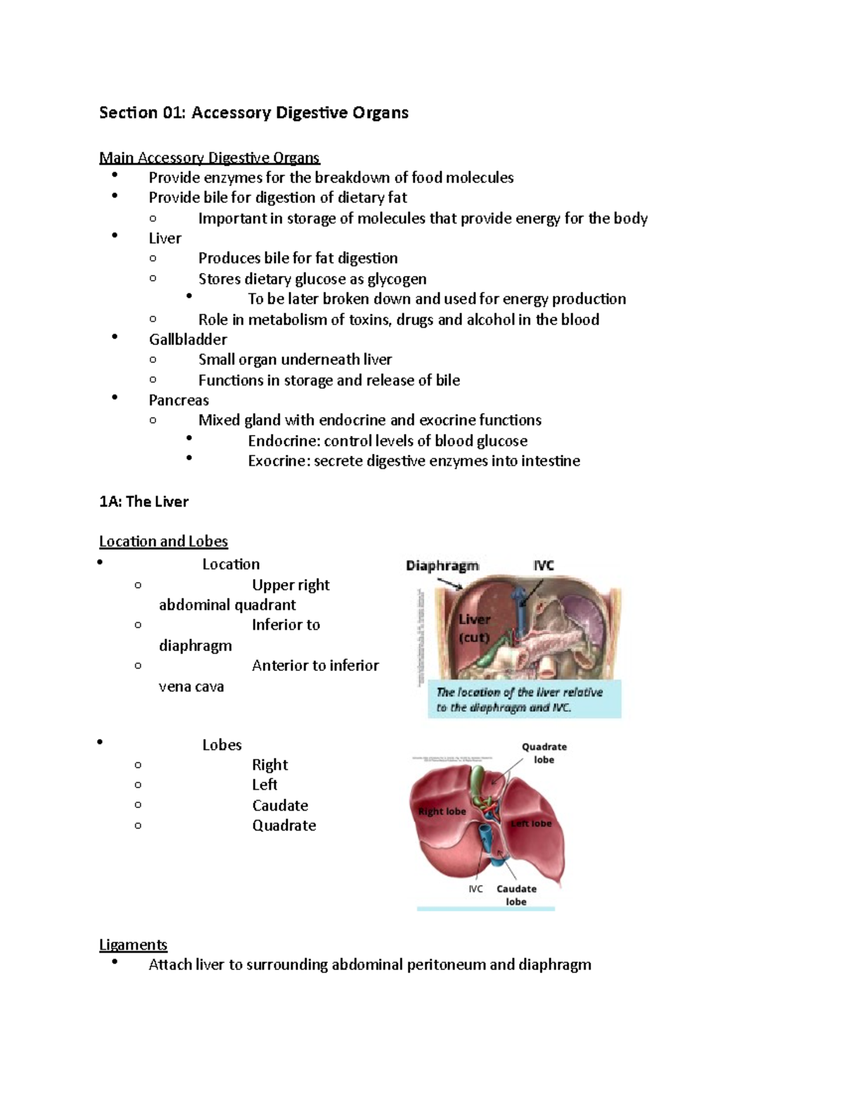 ANAT100 - Module 11 - The Accessory Digestive Organs and the Urinary ...