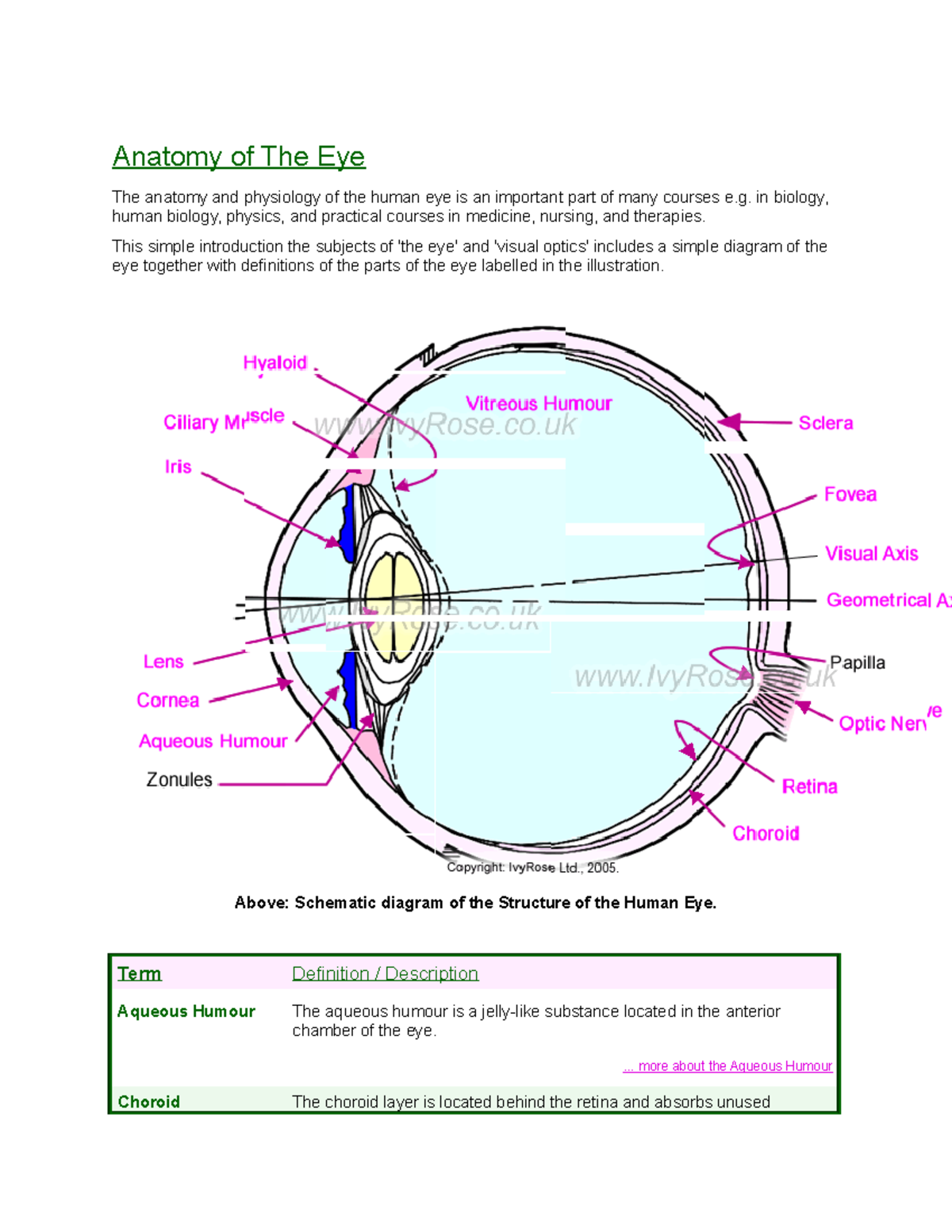 382440620 Anatomy of the Eye - Anatomy of The Eye The anatomy and ...