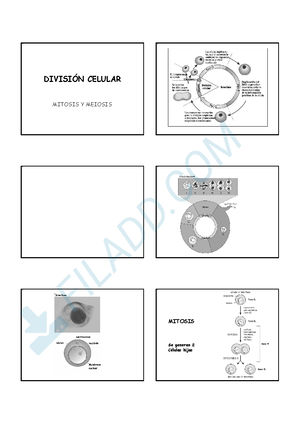 Taller sobre Mitosis y Meiosis con respuestas - Introducción a la Biología Celular y Molecular ...
