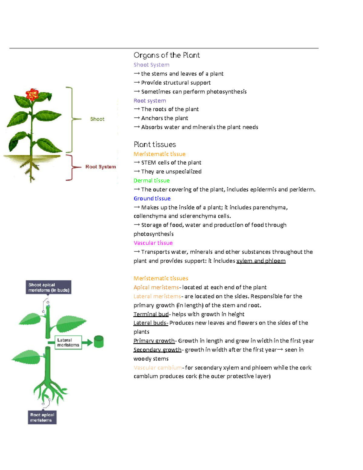 Structures of Angiosperms - Organs of the Plant Shoot System → the ...
