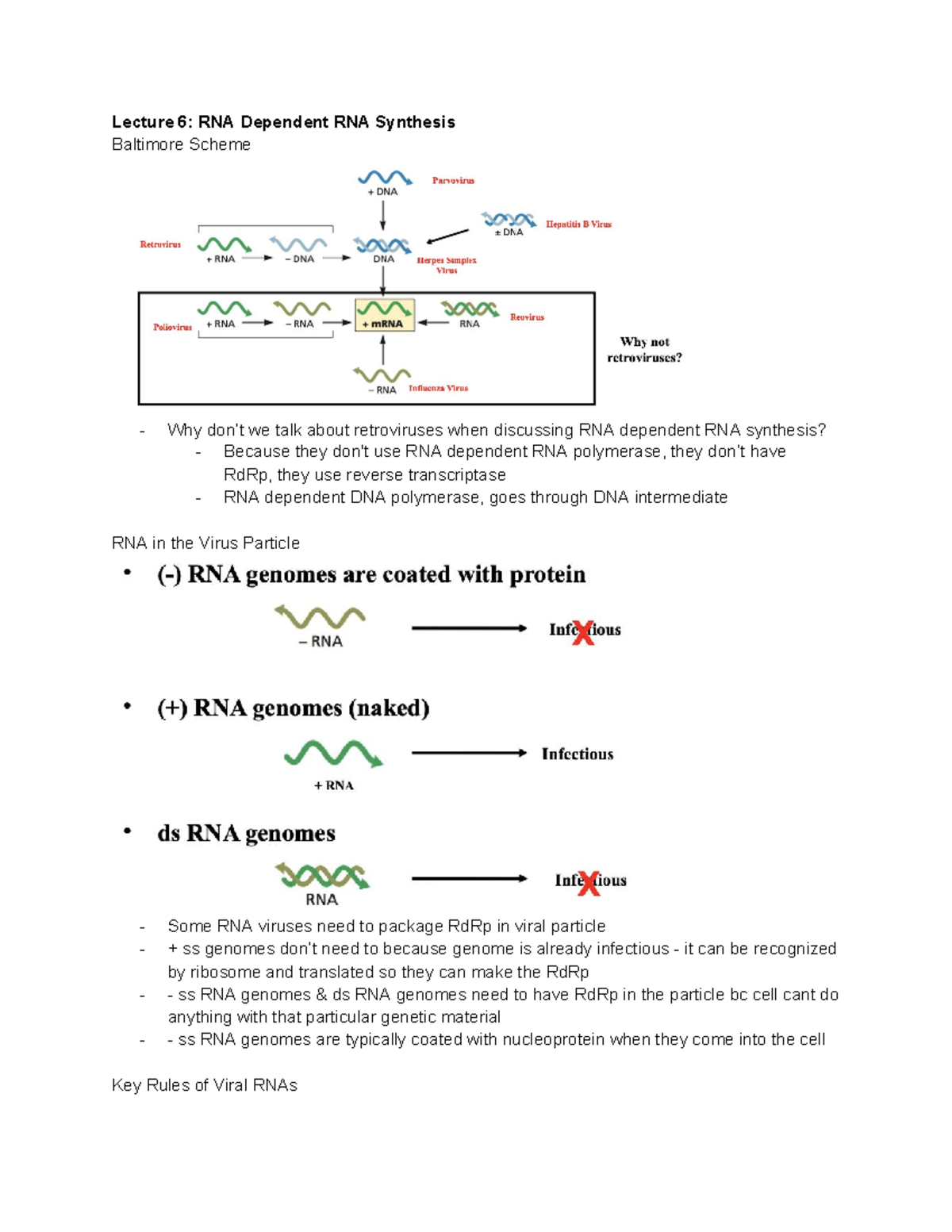 3K03 Quiz 2 - Lecture notes 6-12 - Lecture 6: RNA Dependent RNA ...