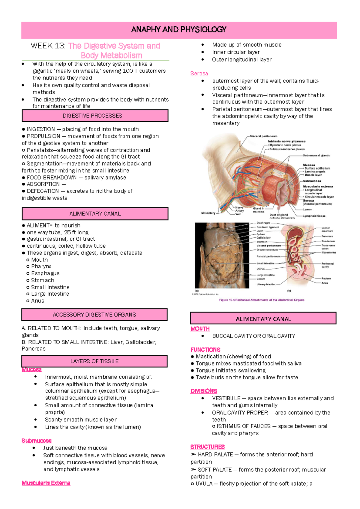 Anaphy 111 Finals Transes - WEEK 13: The Digestive System and Body ...